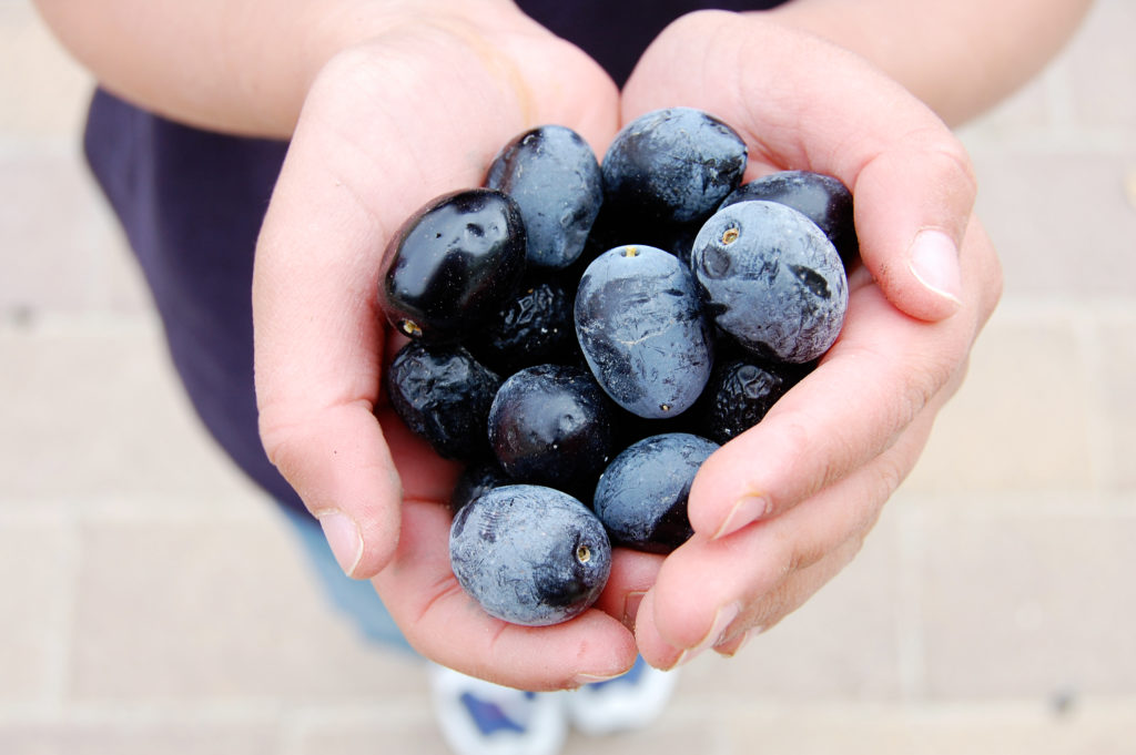 Parent Like an Olive Grower • Planting Roots - Strength to Thrive ...
